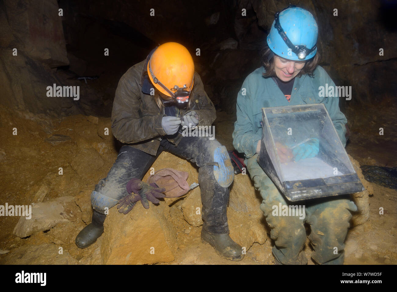 Dr. Fiona Mathews recording details of a hibernating Greater horseshoe ...