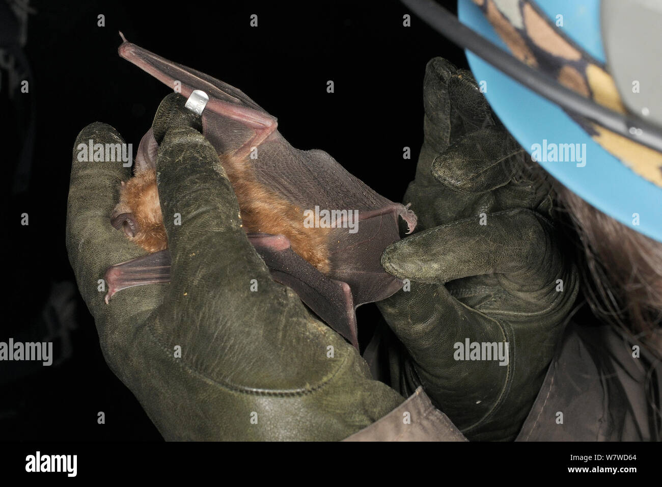 Membrane damage hi-res stock photography and images - Alamy