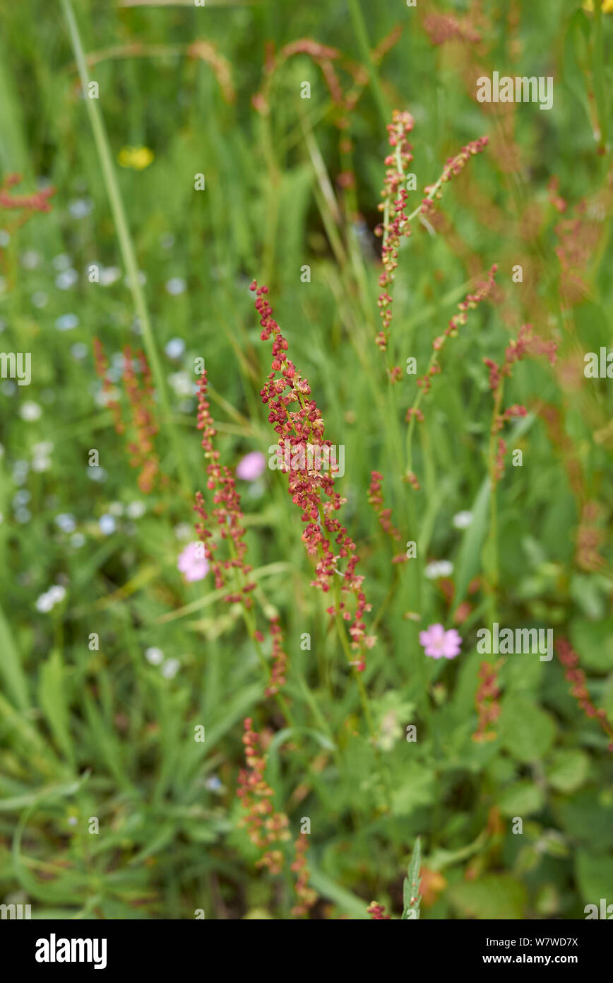 fruit close up of Rumex acetosa plant Stock Photo - Alamy