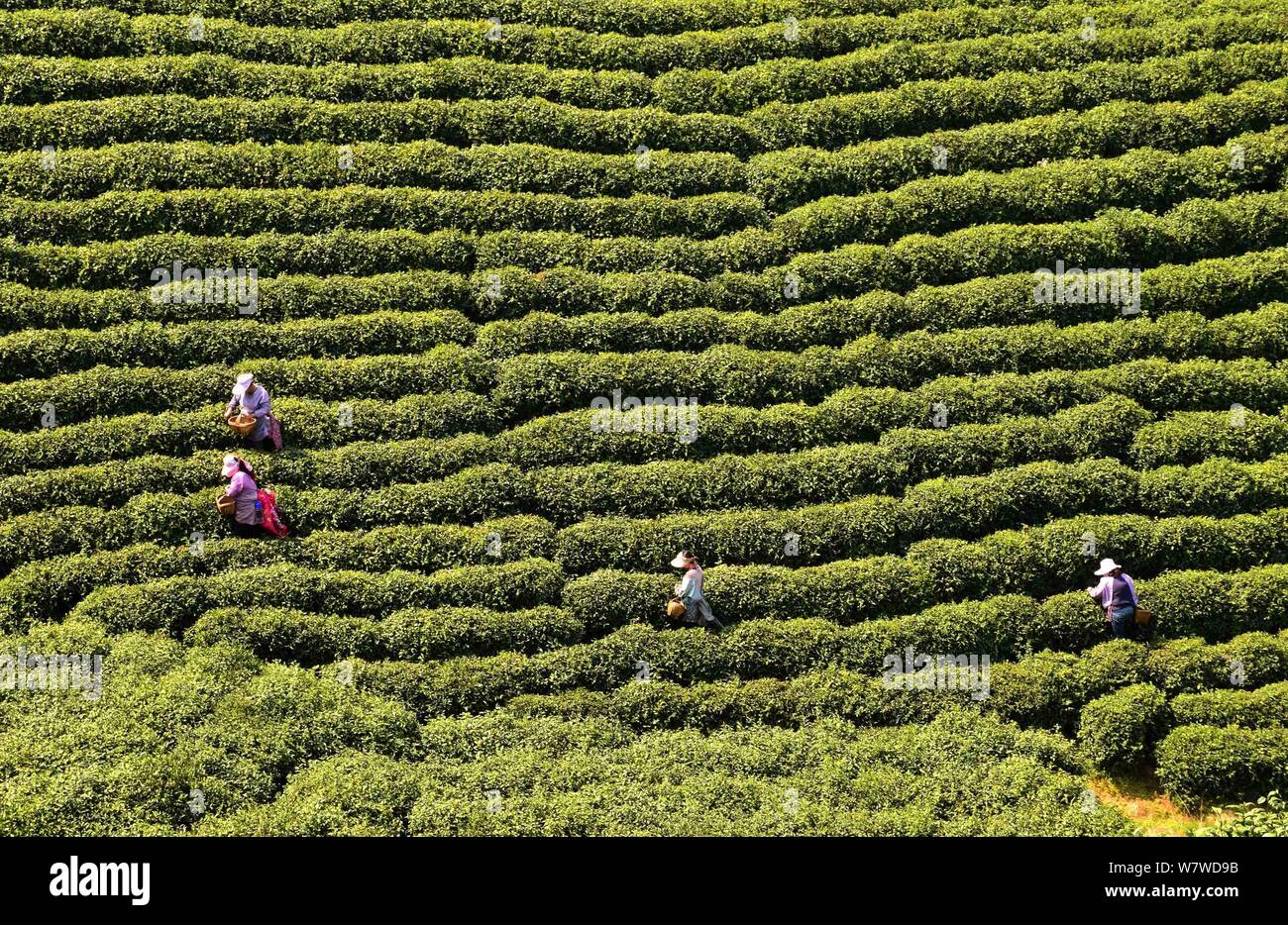 A Chinese farmer harvests tea leaves at a tea plantation before the ...