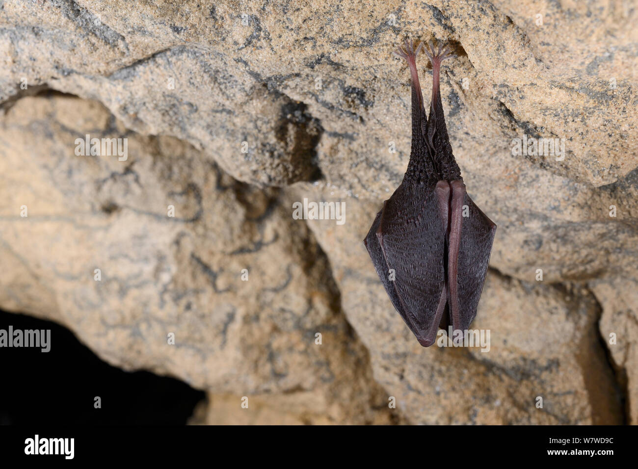 Hibernating Lesser horseshoe bat (Rhinolophus hipposideros) hanging on ...