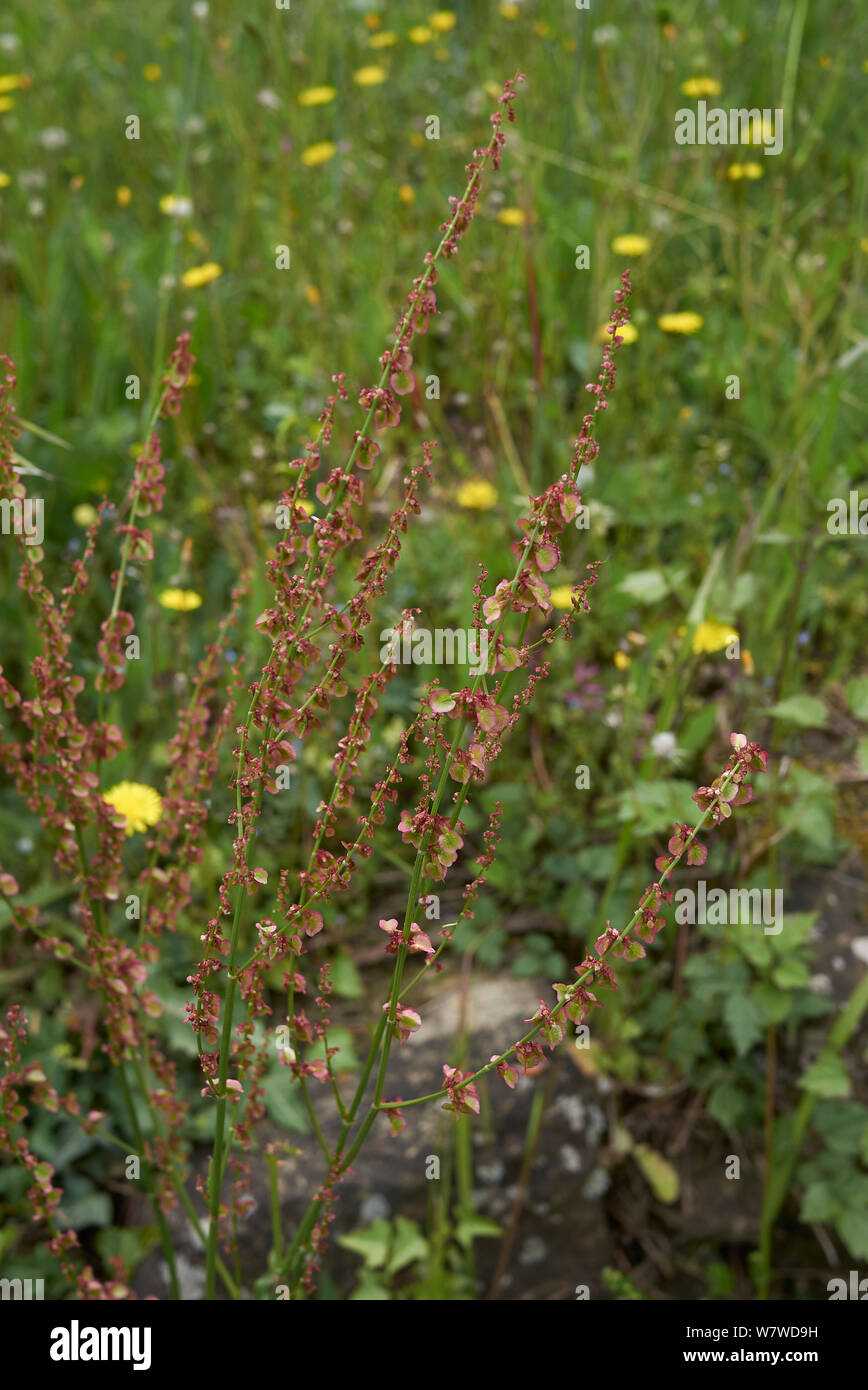 fruit close up of Rumex acetosa plant Stock Photo - Alamy
