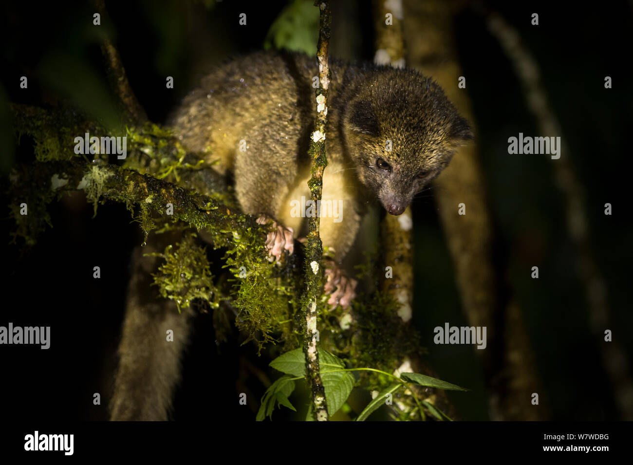 New Animal Species Olinguito