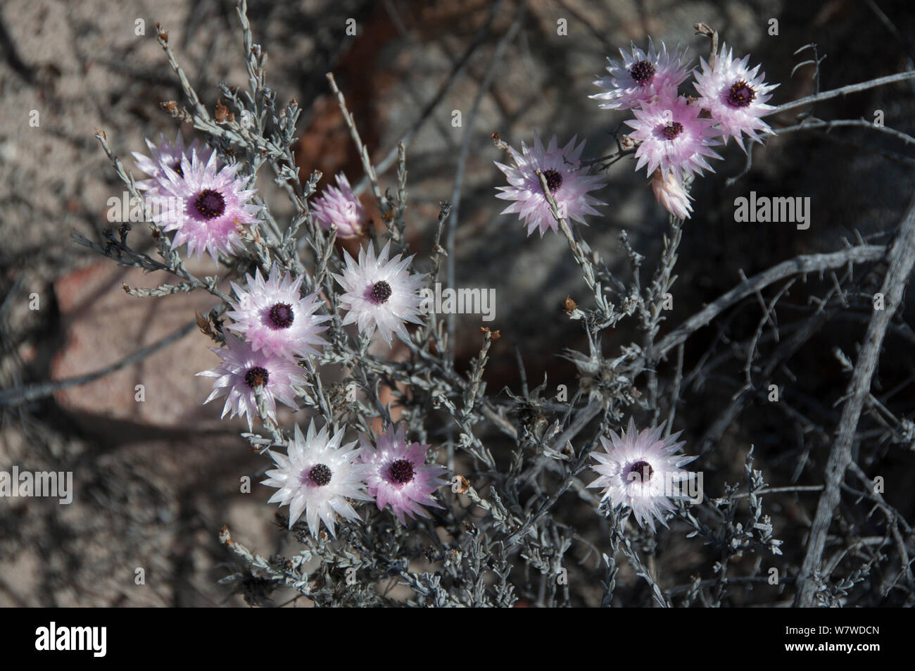 Pink everlasting (Syncarpha canescens) flowers, Namaqualand, South ...