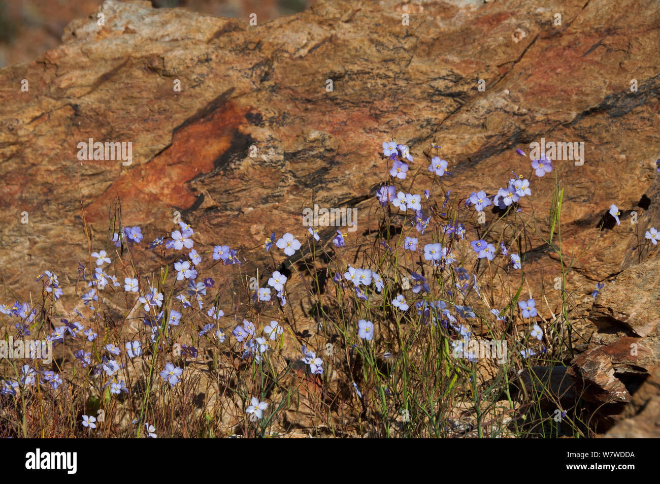 Flowering plants (Heliophila sp) Richtersveld National park and World ...