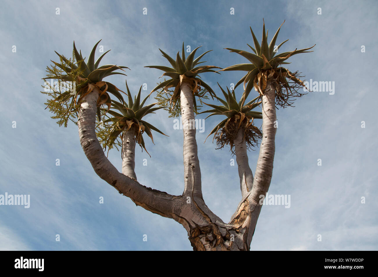 Giant / Bastard quiver tree (Aloe dichotoma pillansii) Richtersveld ...