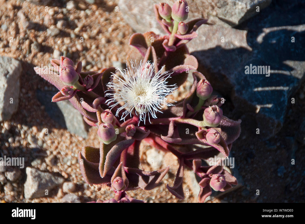 Vygie (Mesembryanthemum sp) flowering desert after rain, Richtersveld ...