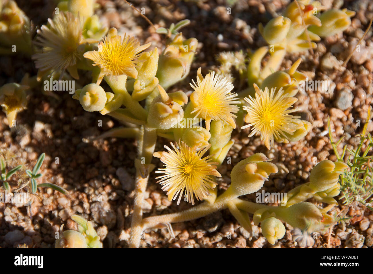 Vygies (Mesembryanthemum sp) in flower, Richtersveld National Park and ...