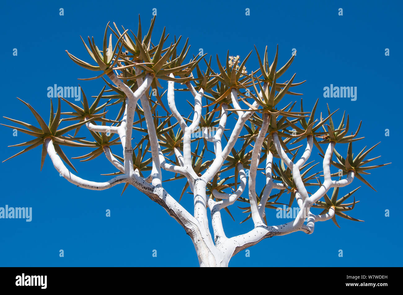 Quiver tree flower hi-res stock photography and images - Alamy