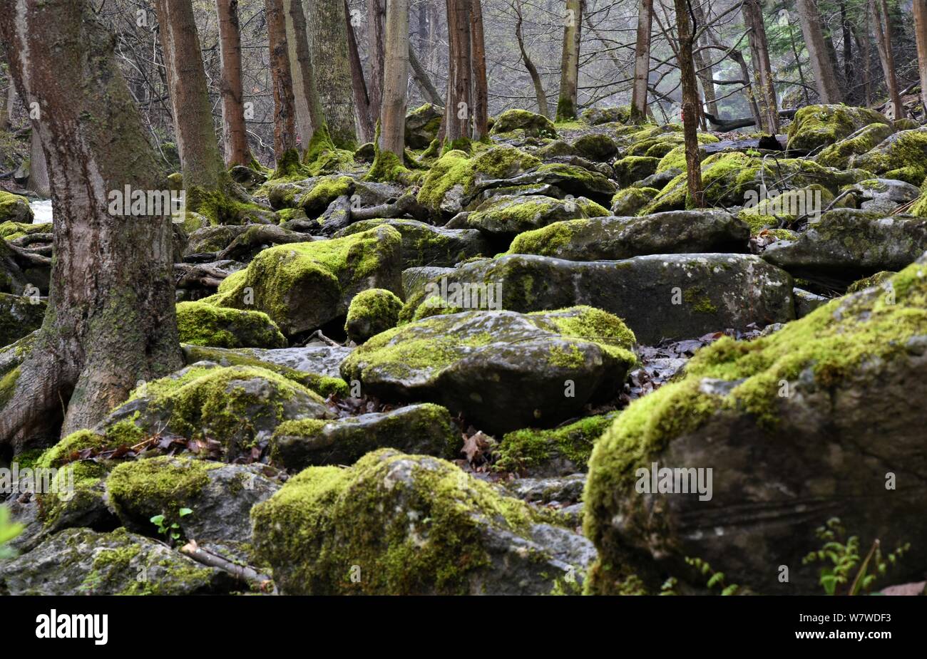 Mossy Roots Stock Photos & Mossy Roots Stock Images - Alamy