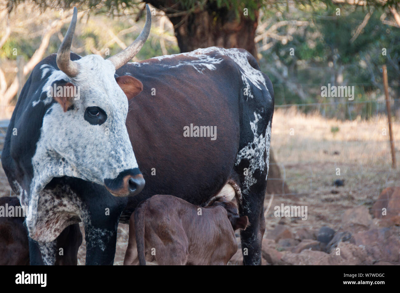 Nguni cow hi-res stock photography and images - Alamy