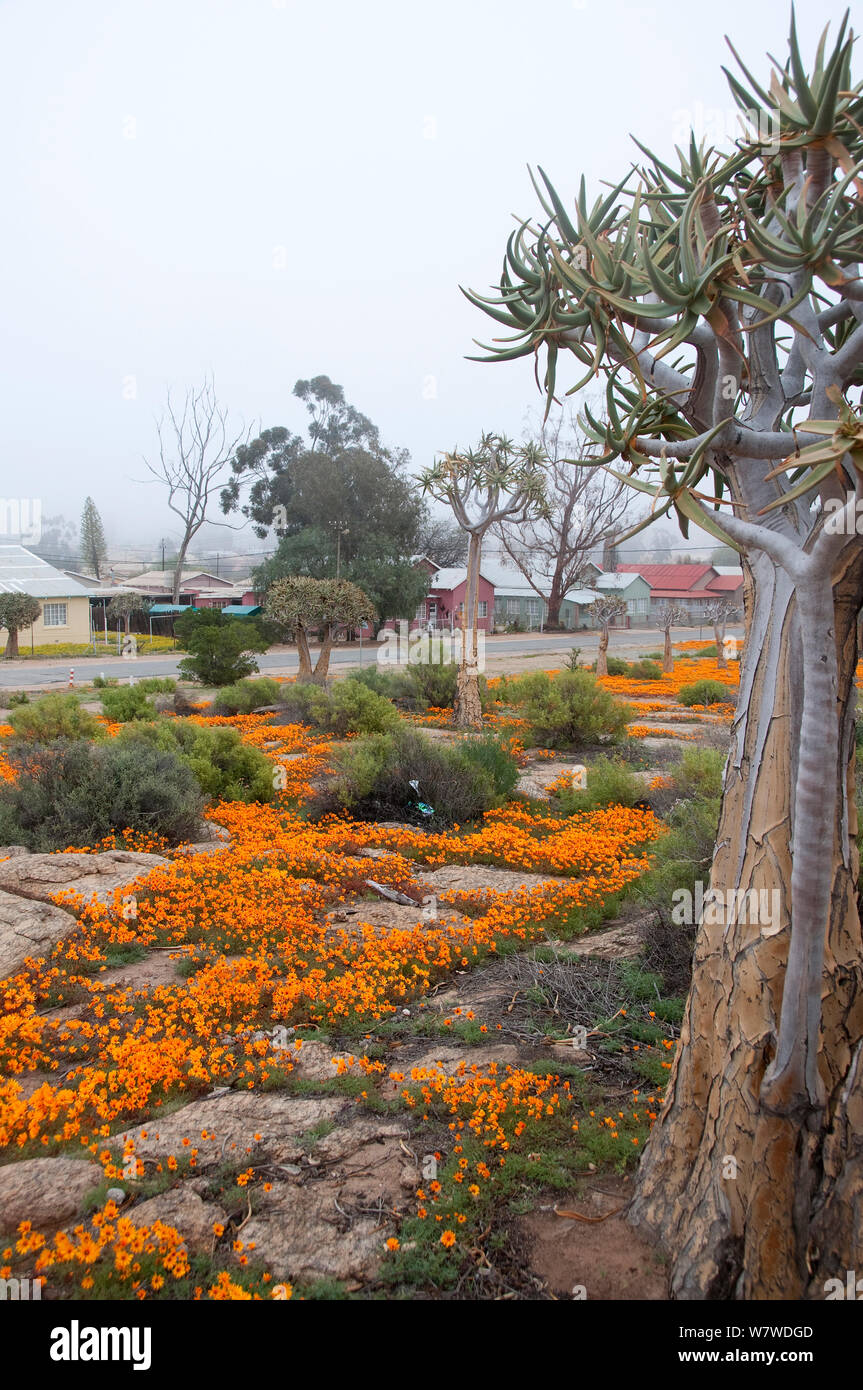 Quiver trees (Aloe Dichotomo) and Namqualand daisies flowering near ...