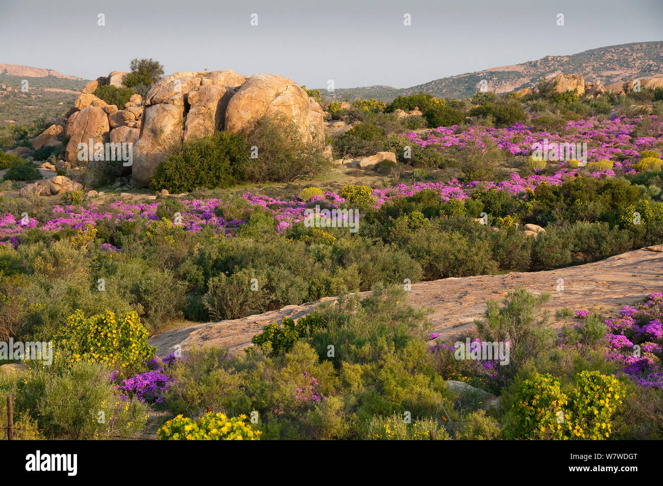 Rocks in fynbos landscape with flowering plants, Namaqualand, Northern ...