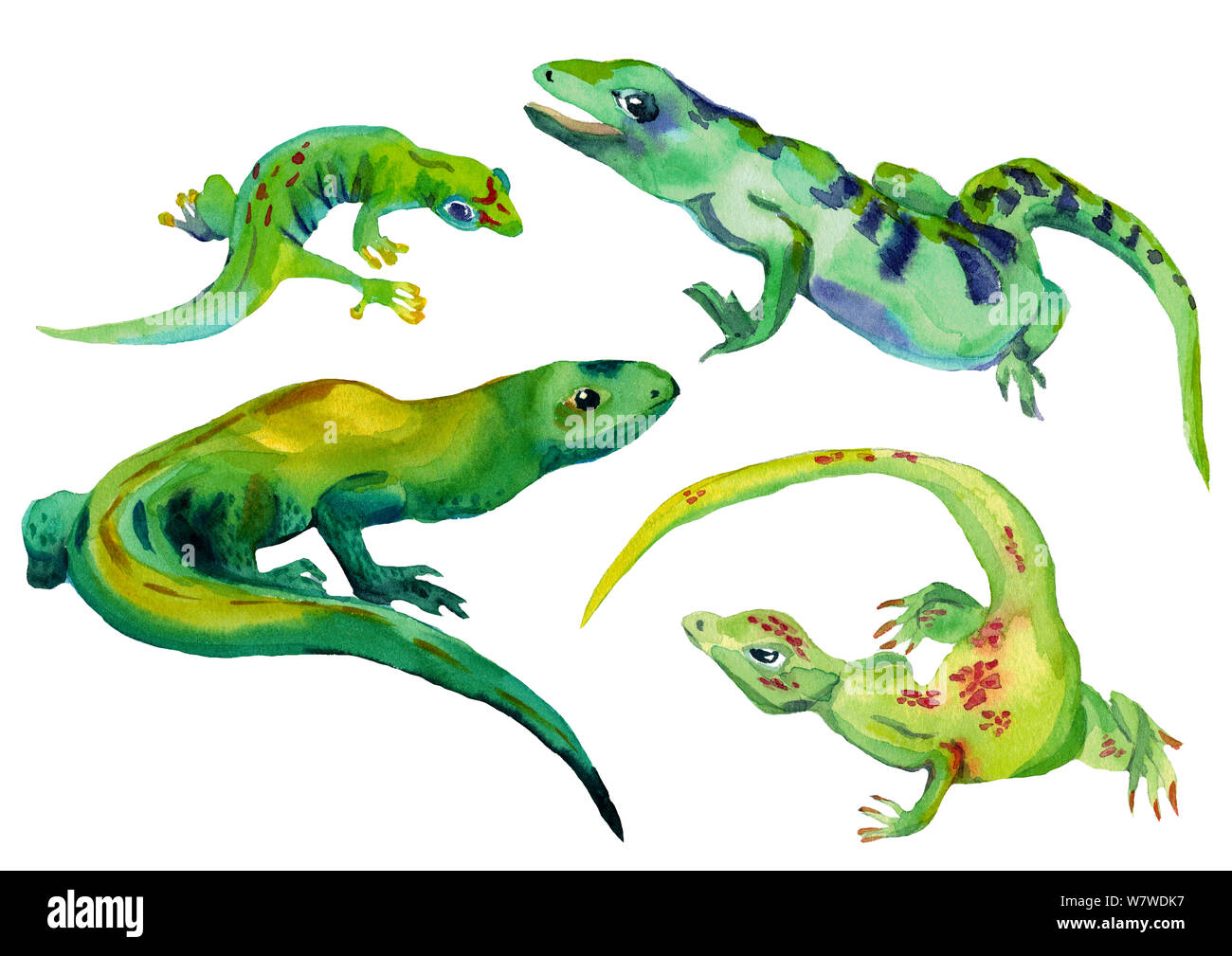 Watercolor hand drawn ilustration set of four different color lizards ...