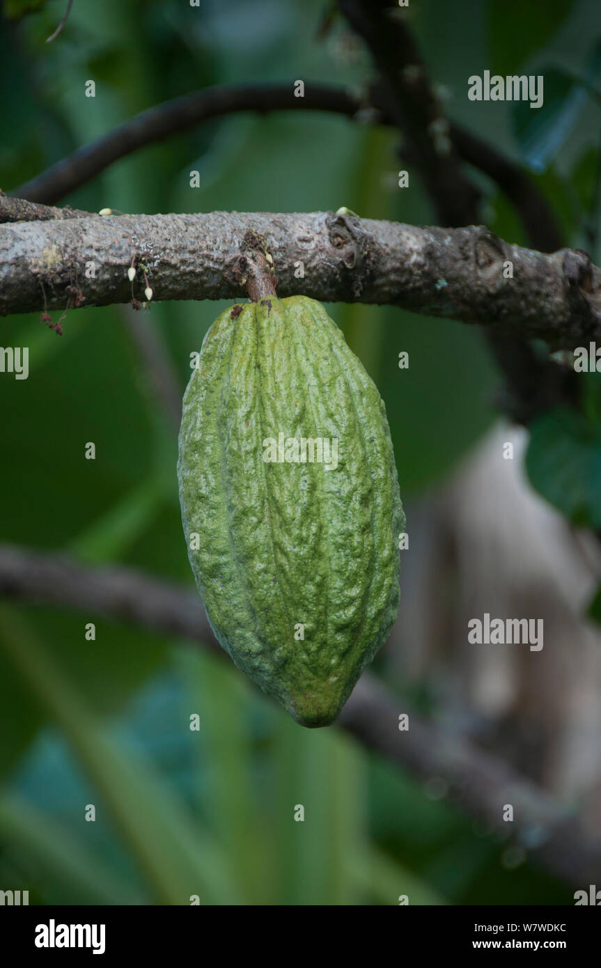Cocoa (Theobroma cacao) pod, near Baracoa, Cuba, November Stock Photo ...