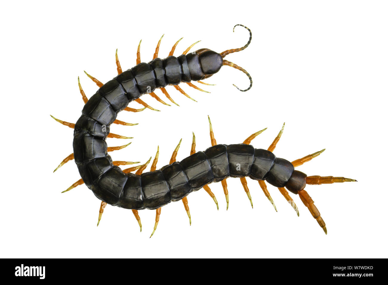 Mediterranean banded centipede (Scolopendra cingulata), black colour ...