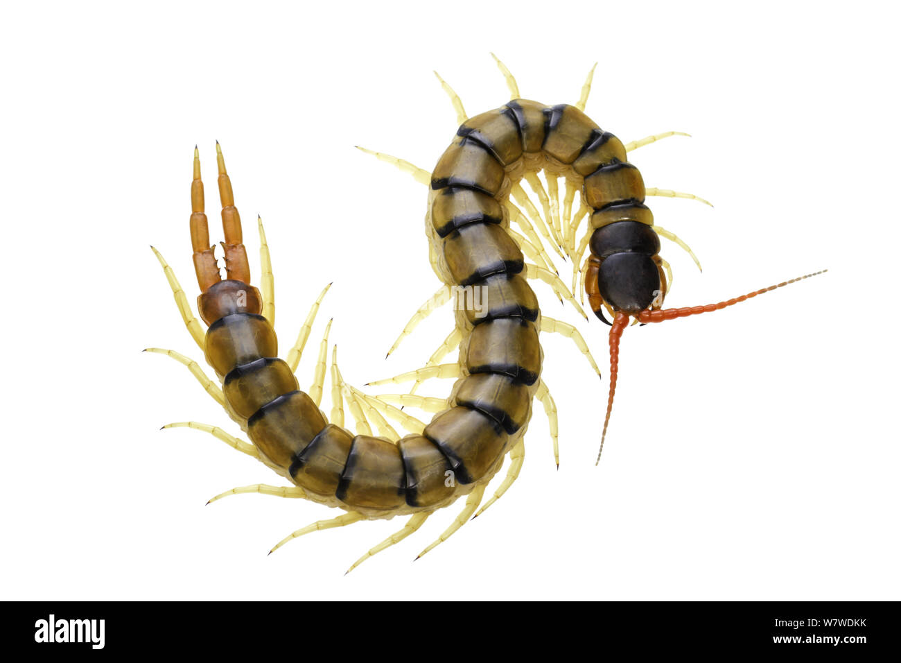 Scolopendra Cingulata