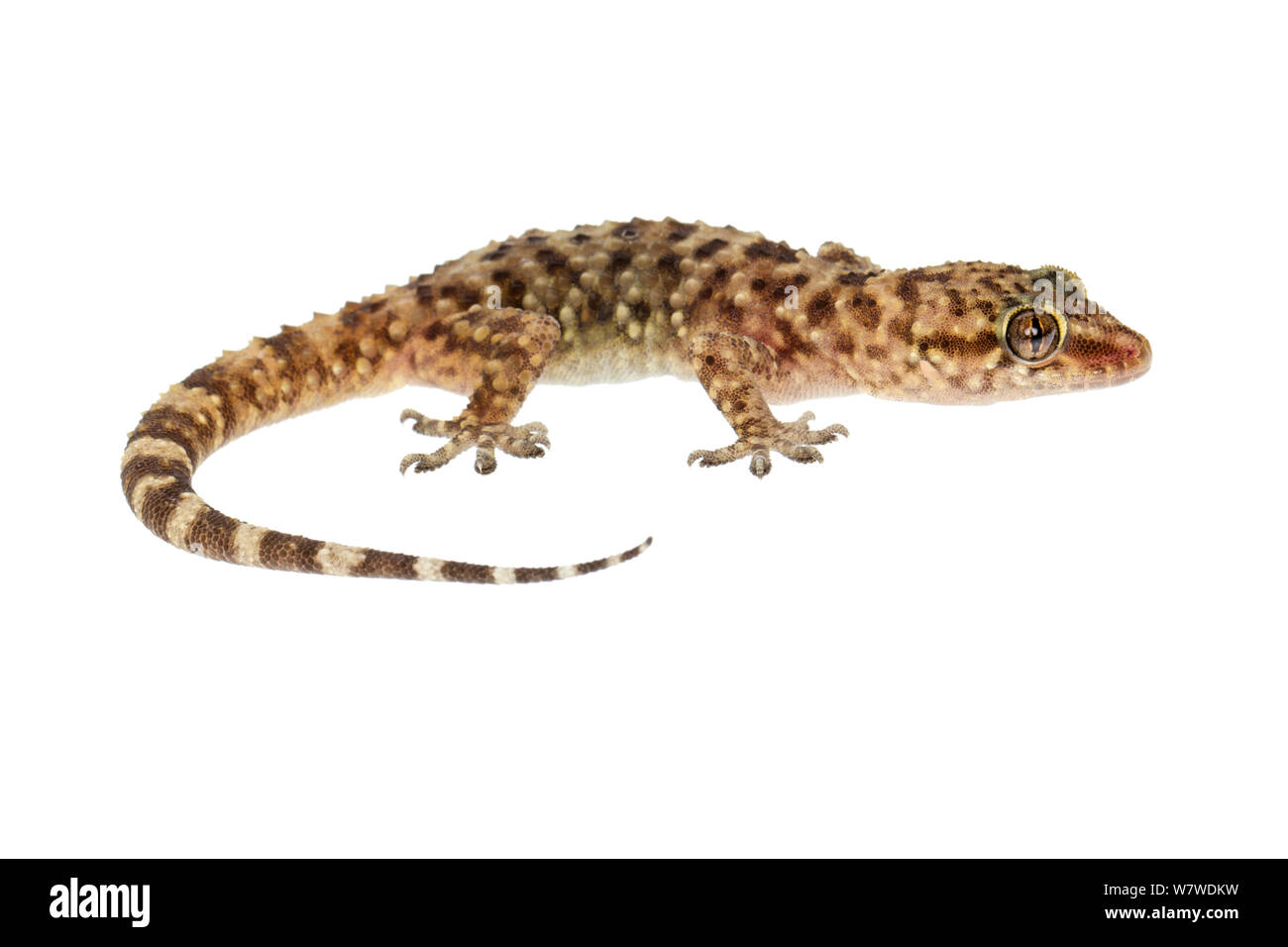 Mediterranean house gecko Cut Out Stock Images & Pictures - Alamy