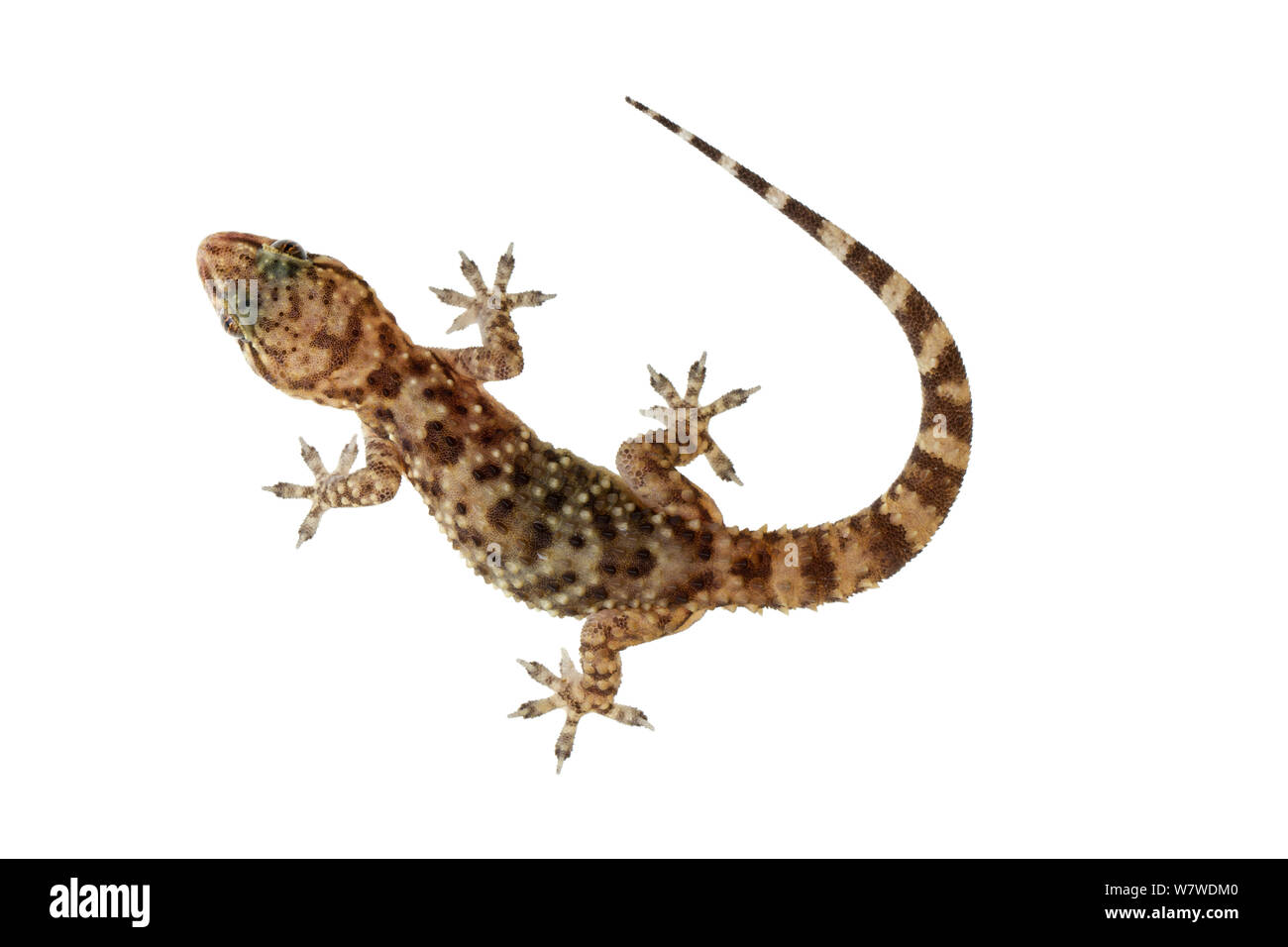 Mediterranean house gecko hi-res stock photography and images - Alamy