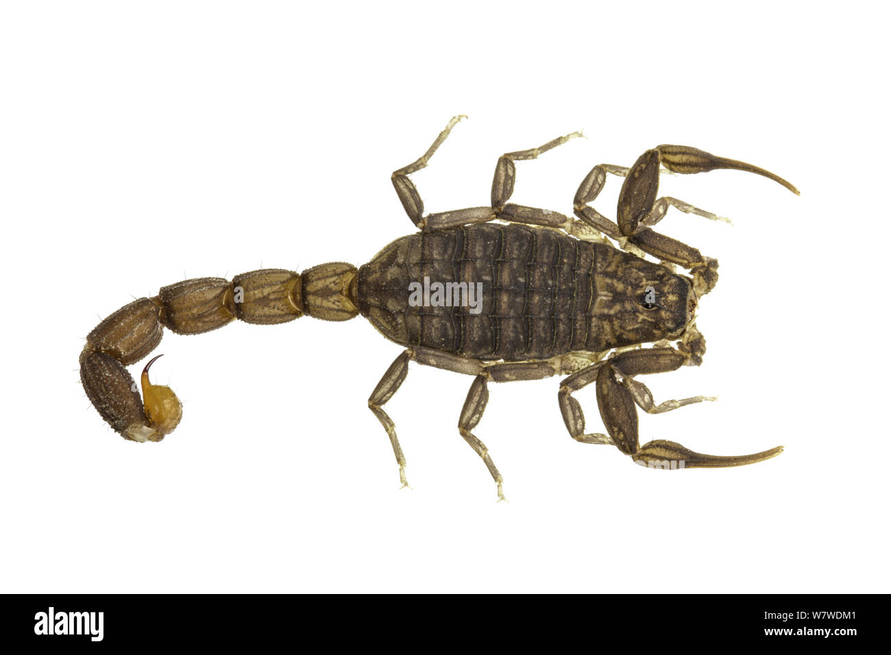 Scorpion buthidae Cut Out Stock Images & Pictures - Alamy