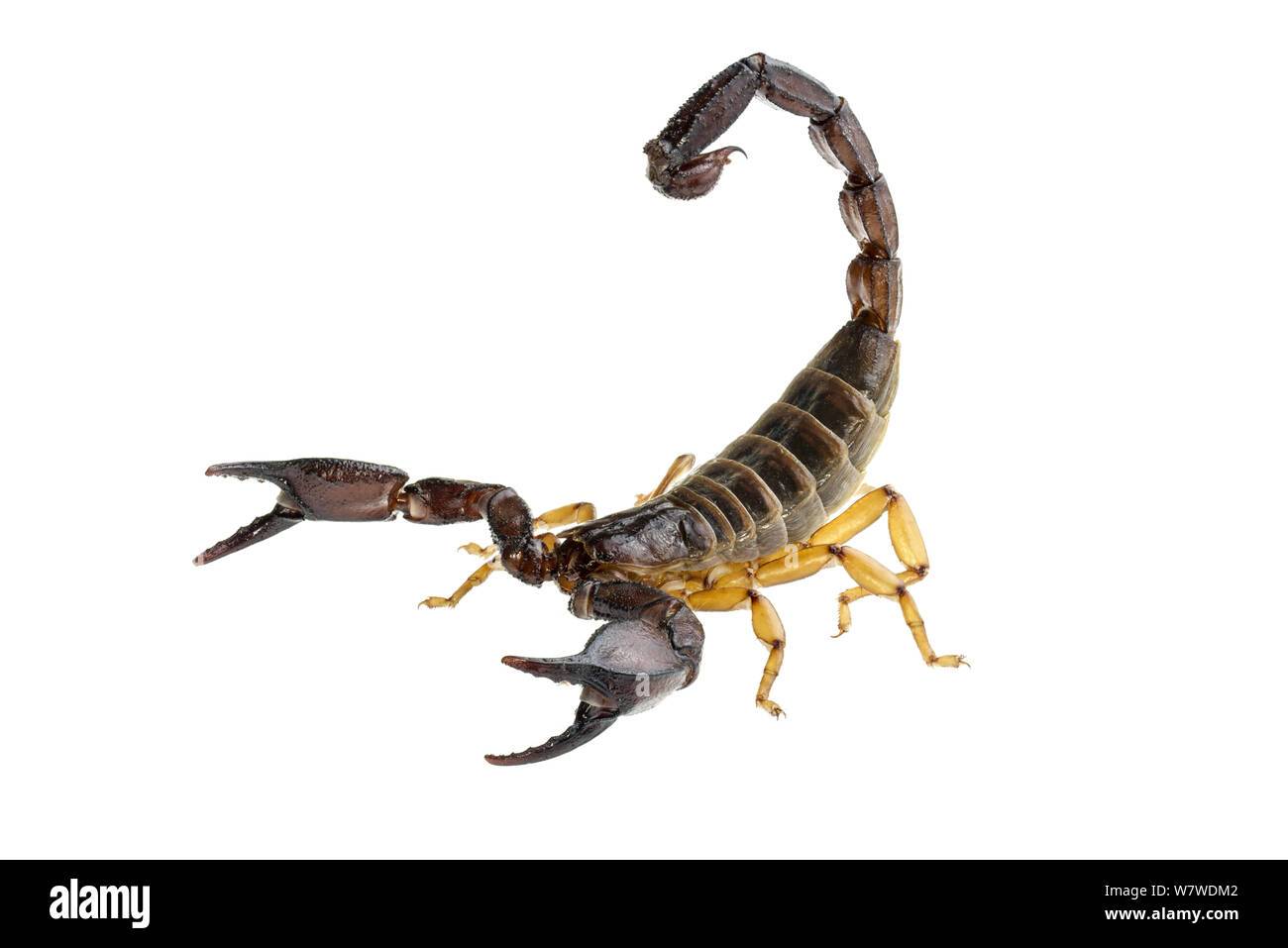 Black desert scorpion hi-res stock photography and images - Alamy