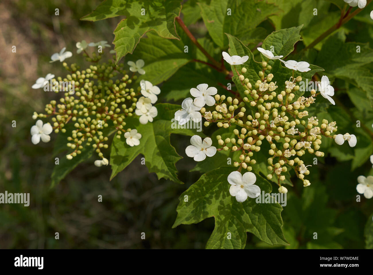 Viburnum opulus shrub in bloom Stock Photo - Alamy