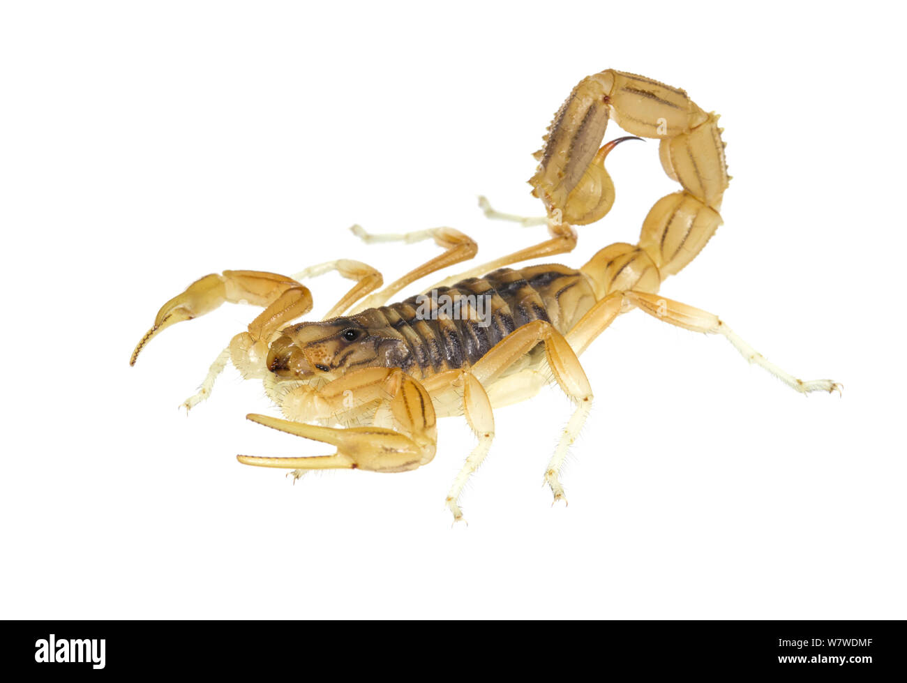Israeli scorpion Cut Out Stock Images & Pictures - Alamy