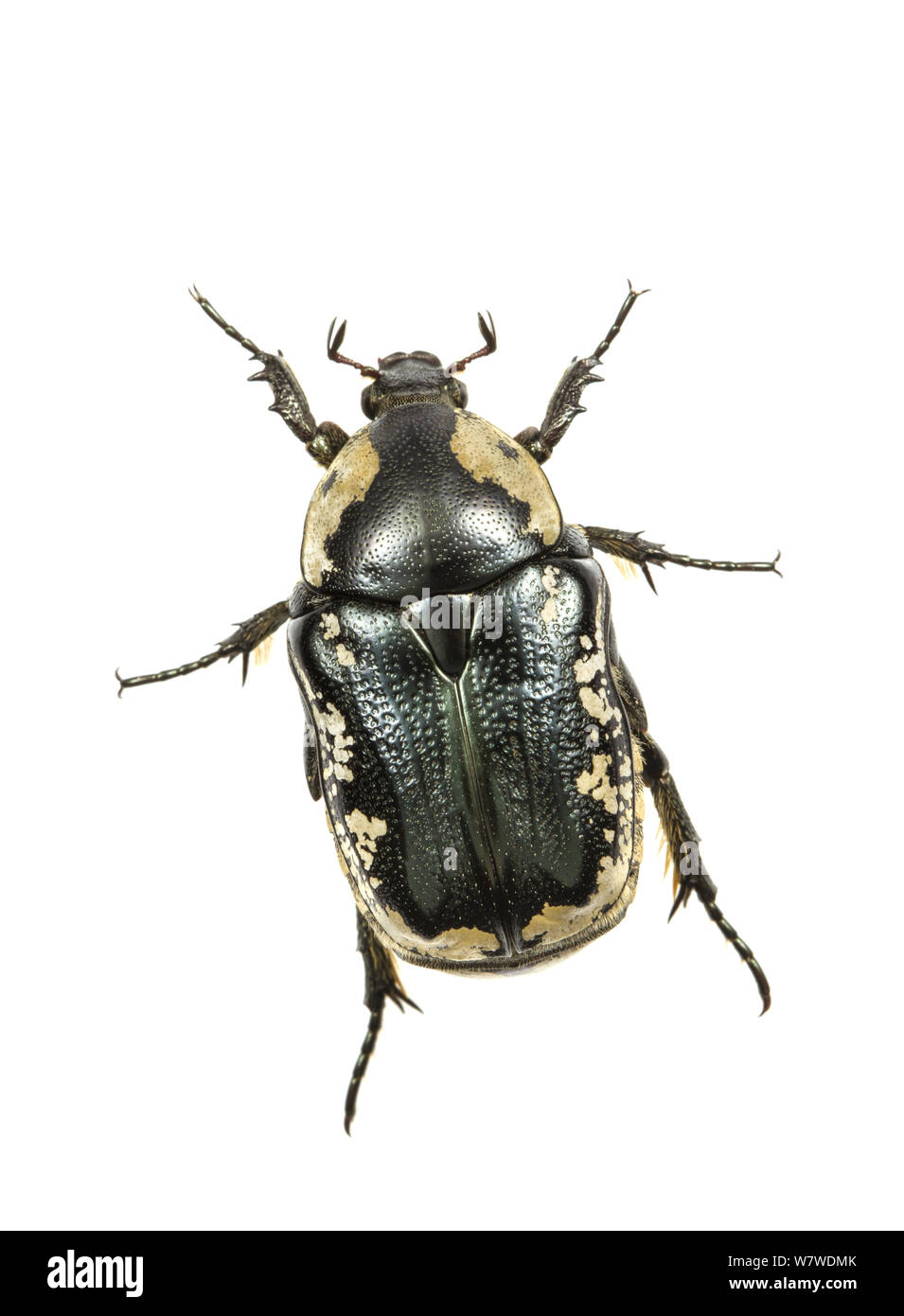 A rare flower beetle (Protaetia trojana) male, from the southern Golan ...