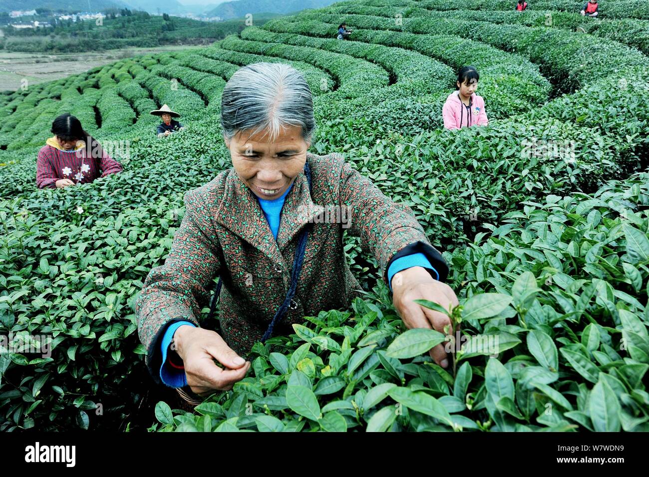 Chinese farmers harvest tea leaves at a tea plantation before the ...