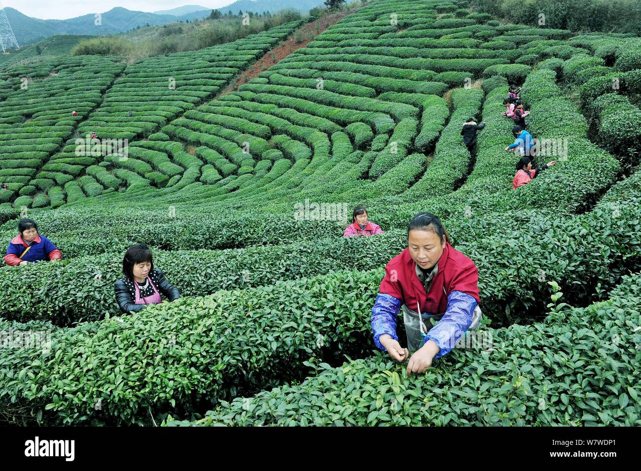 Chinese farmers harvest tea leaves at a tea plantation before the ...