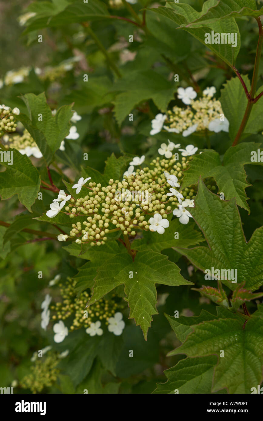 Viburnum opulus shrub in bloom Stock Photo - Alamy