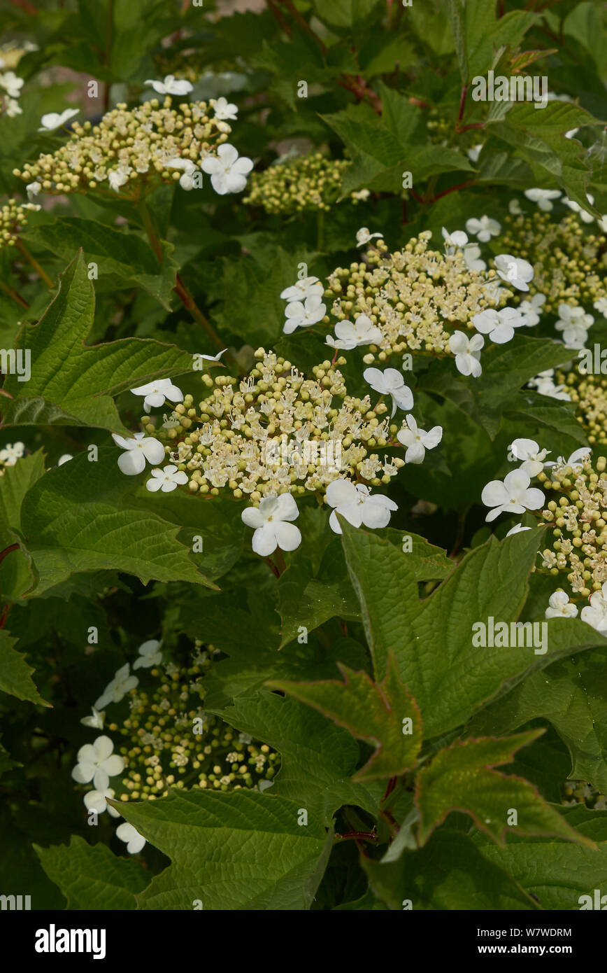 Viburnum opulus shrub in bloom Stock Photo - Alamy