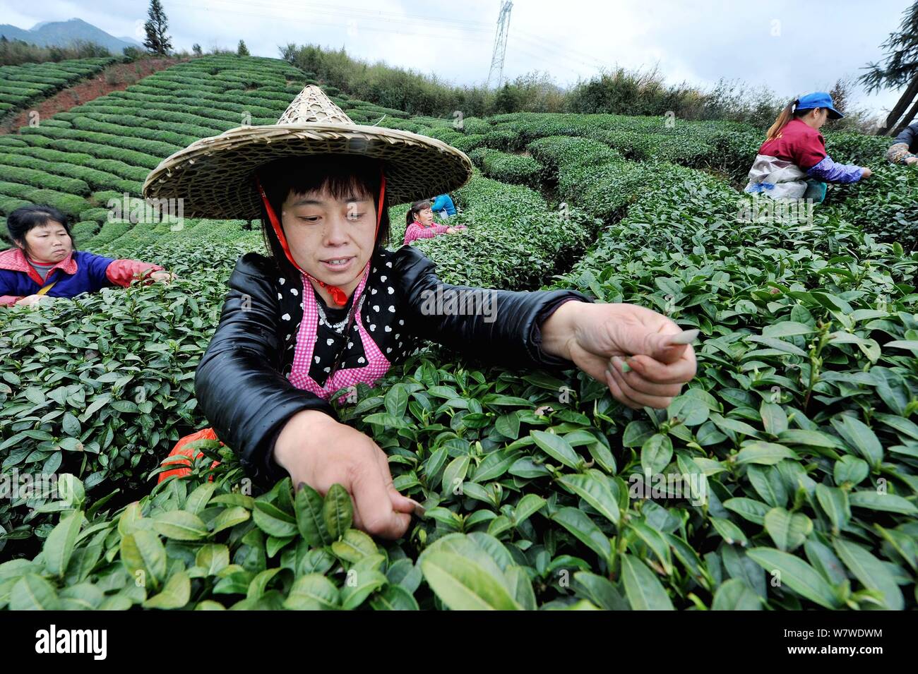 Chinese farmers harvest tea leaves at a tea plantation before the ...