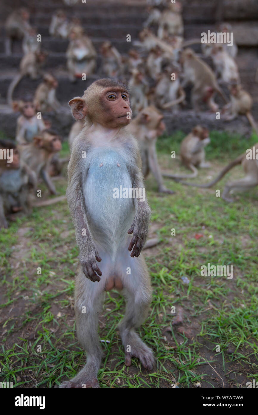 Long-tailed macaques (Macaca fascicularis) juvenile male with group at ...