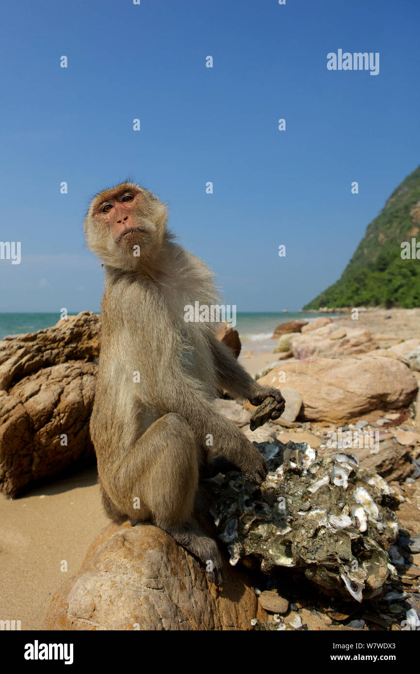 Macaque tool use hi-res stock photography and images - Alamy