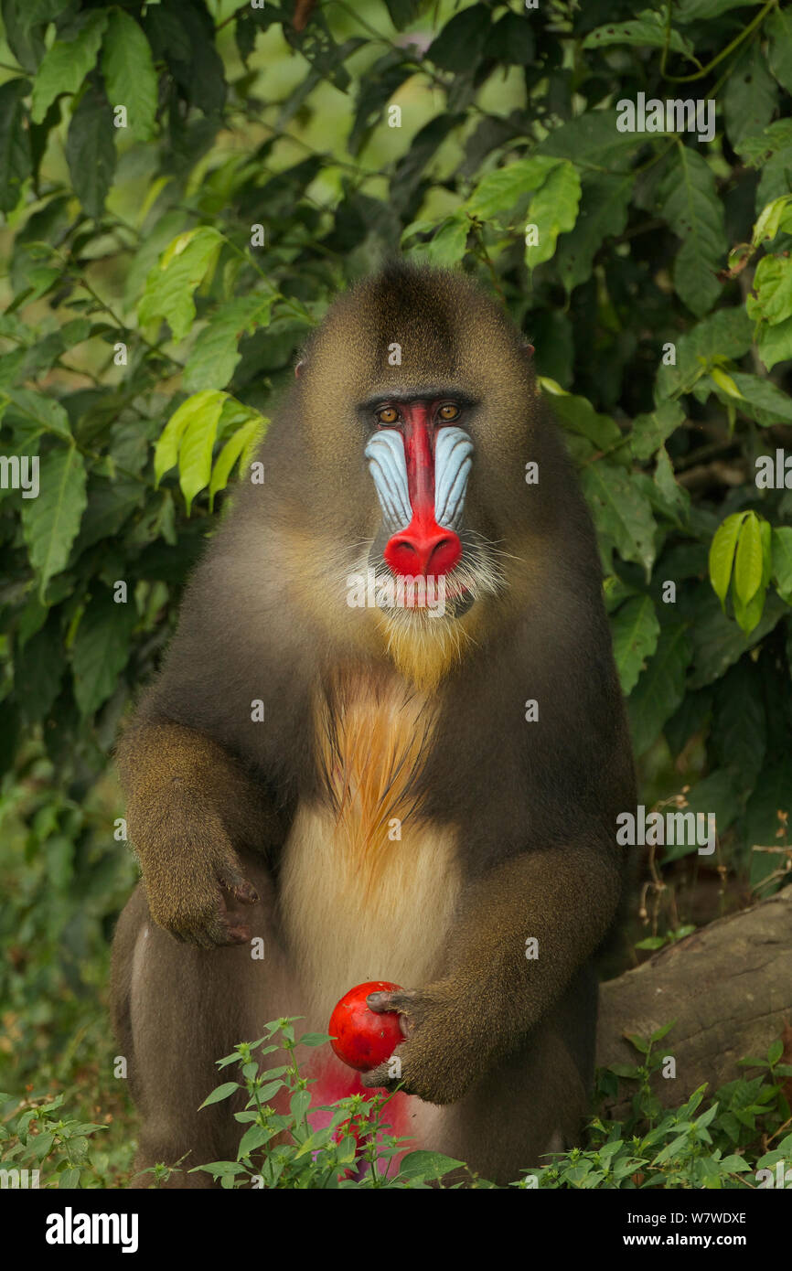 Mandrill male (Mandrillus sphinx) feeding on fruit, Lekedi National ...