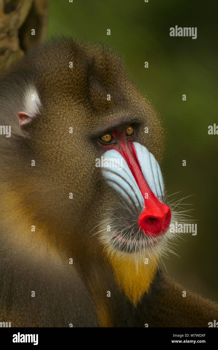 Mandrill male (Mandrillus sphinx) portrait Lekedi National park, Gabon ...