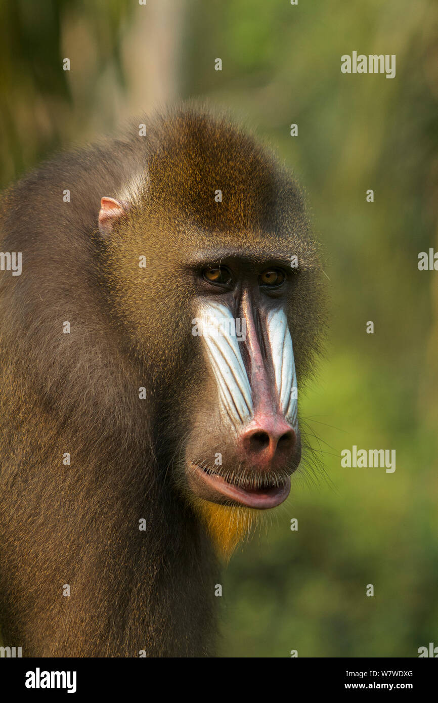 Mandrill subordinate male (Mandrillus sphinx) portrait Lekedi National ...
