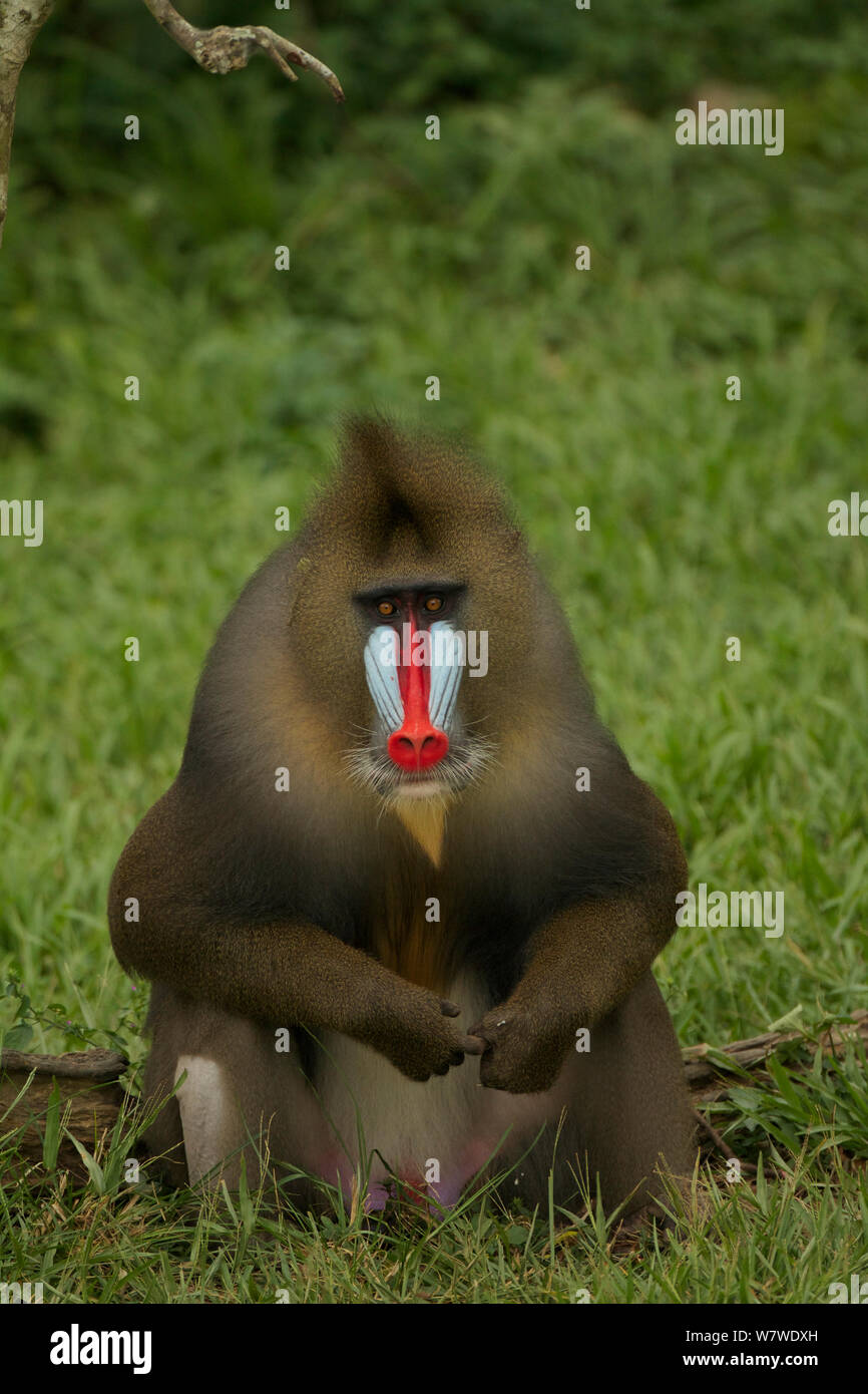 Mandrill male (Mandrillus sphinx) Lekedi National park, Gabon Stock ...