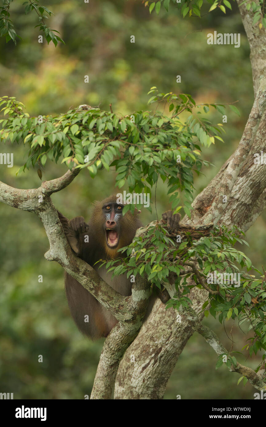 Mandrill (Mandrillus sphinx) female in tree, Lekedi National park ...