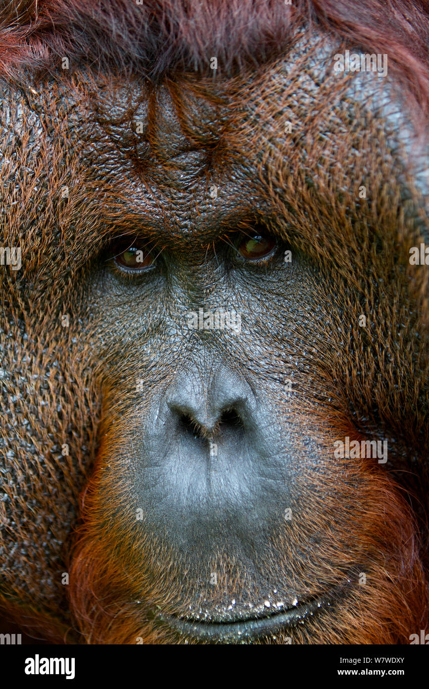 Tanjung puting reserve hi-res stock photography and images - Alamy