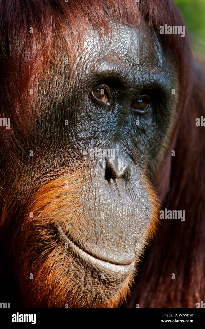 Bornean Orangutan (Pongo pygmaeus) female face portrait, Tanjung Puting ...