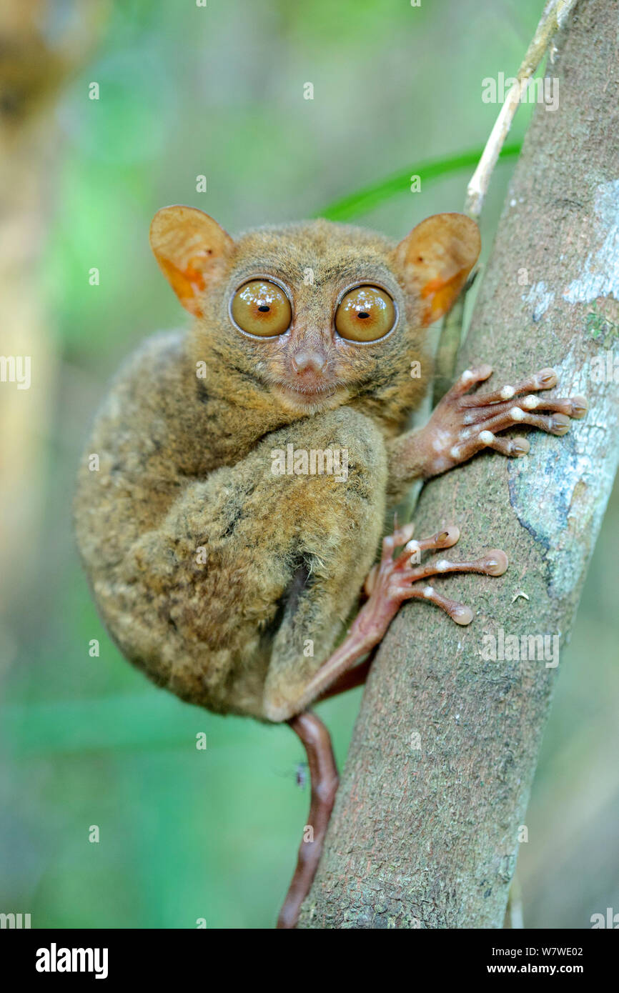 Tarsier Hd HD Philippine Tarsier Wallpapers | Peakpx