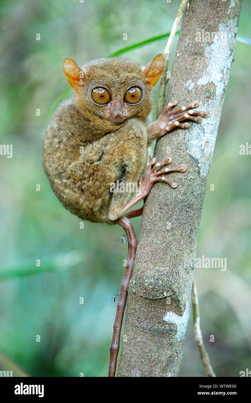 Carlito Tarsier