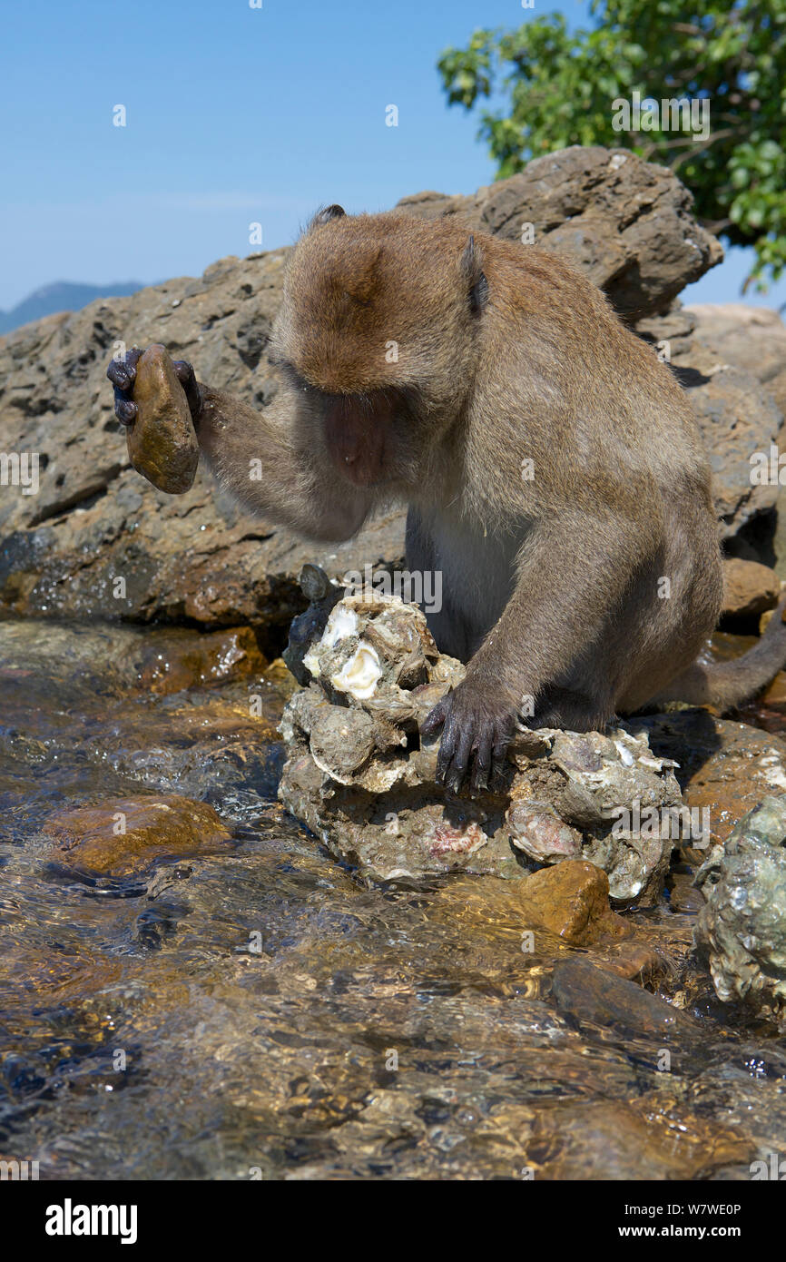 Adult male Burmese long tailed macaque (Macaca fascicularis aurea ...