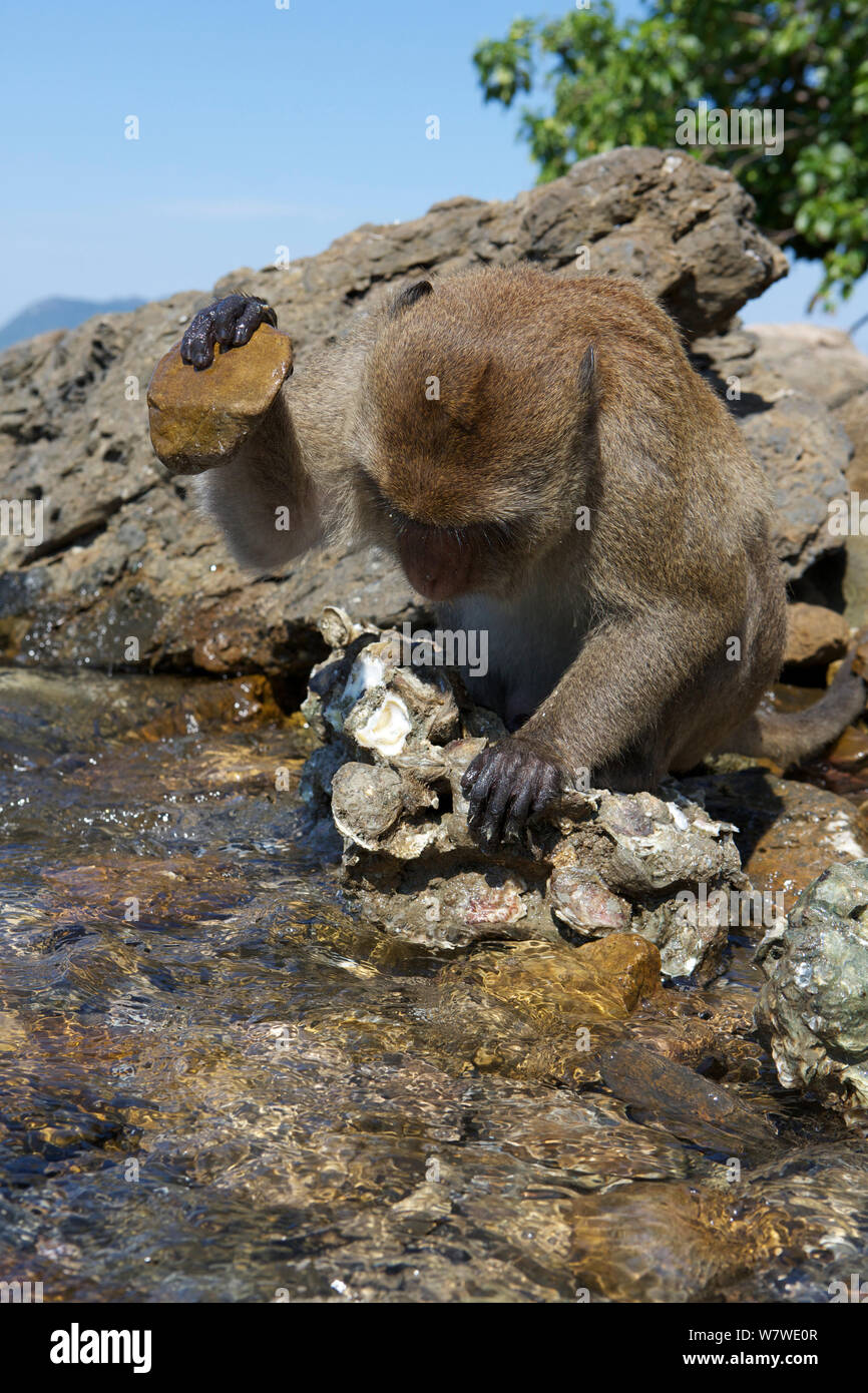 Adult male macaque hi-res stock photography and images - Alamy