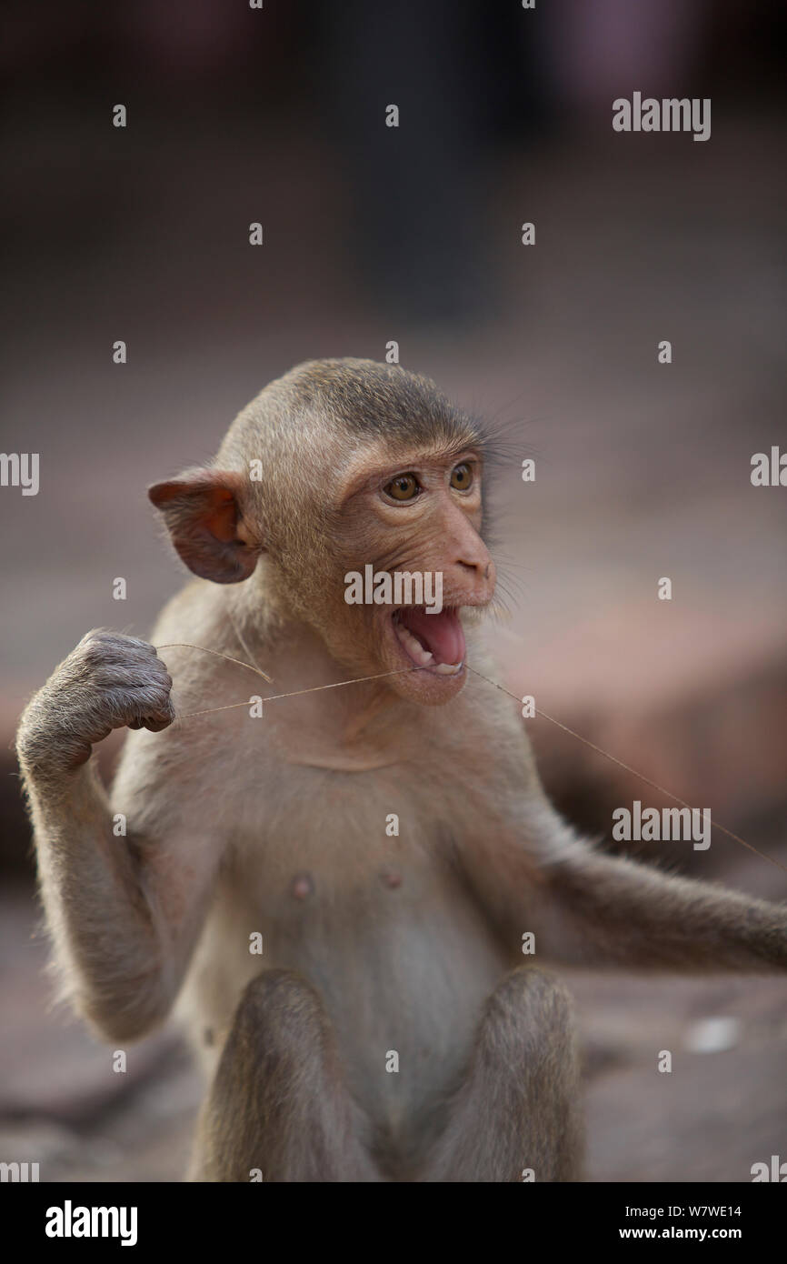 New World Monkey Teeth Shape