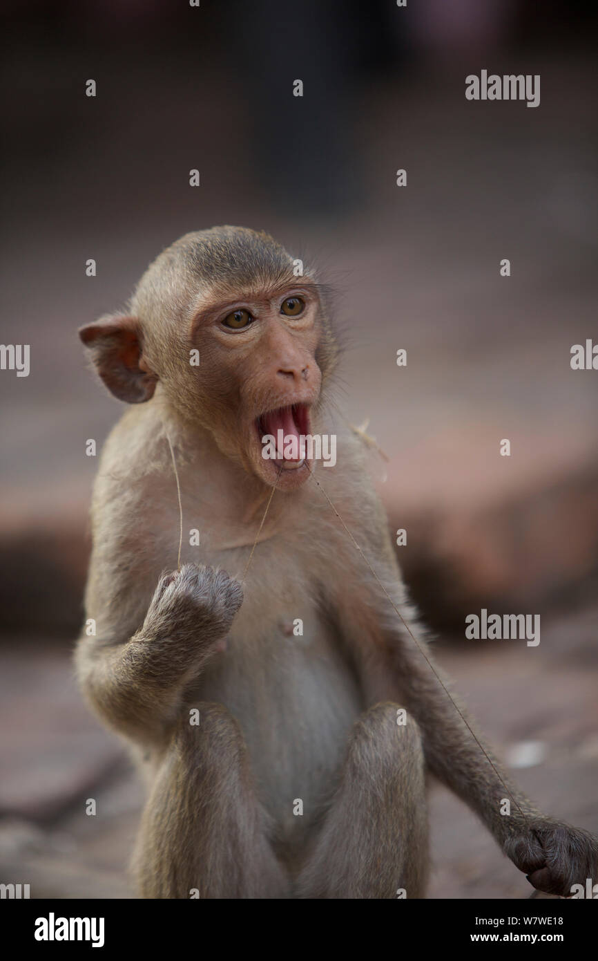 Macaque monkey teeth hi-res stock photography and images - Alamy