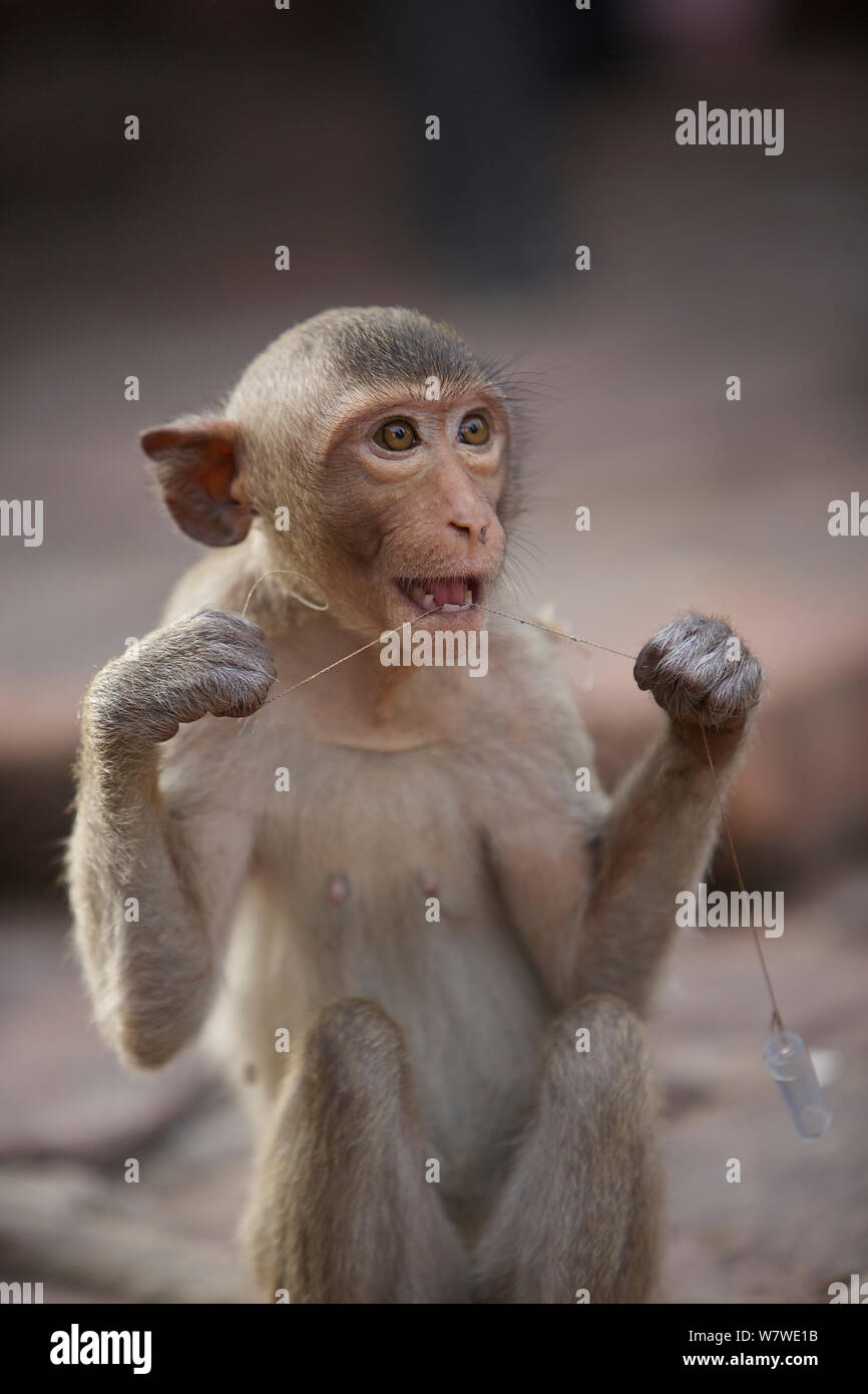 Juvenile Long-tailed macaque (Macaca fascicularis) flossing its teeth ...