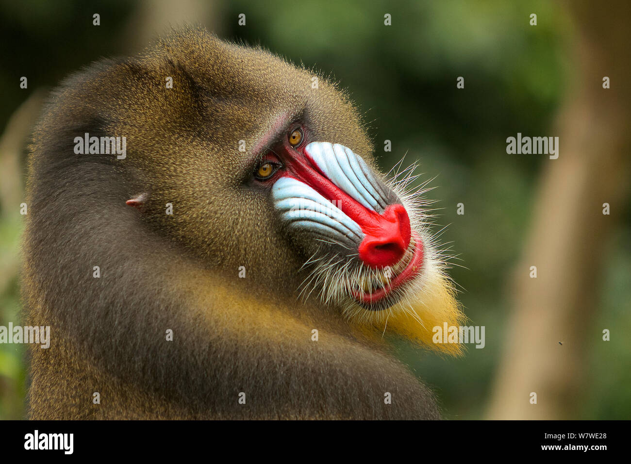 Mandrill male (Mandrillus sphinx), Lekedi National park, Gabon Stock ...